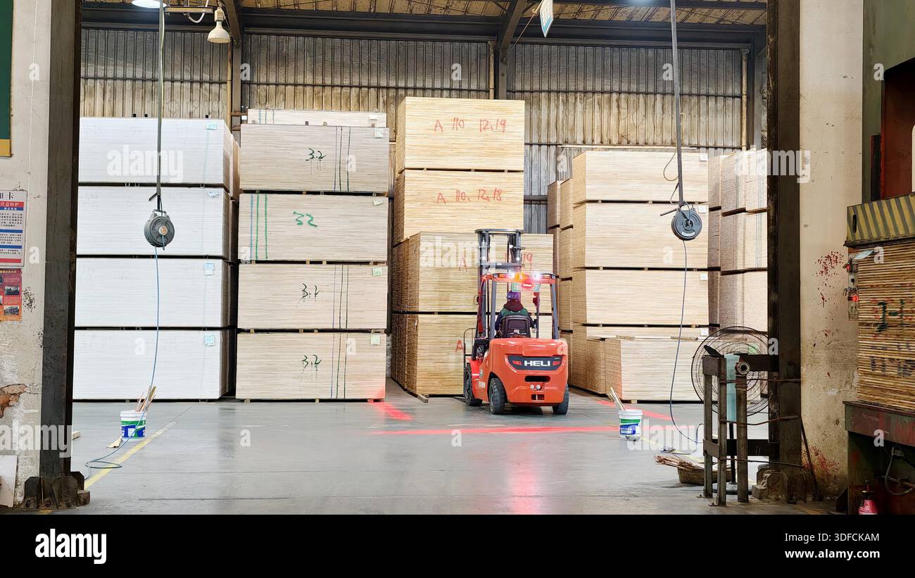 Workers busy producing fragrant cedar boards at a wood industry company ...
