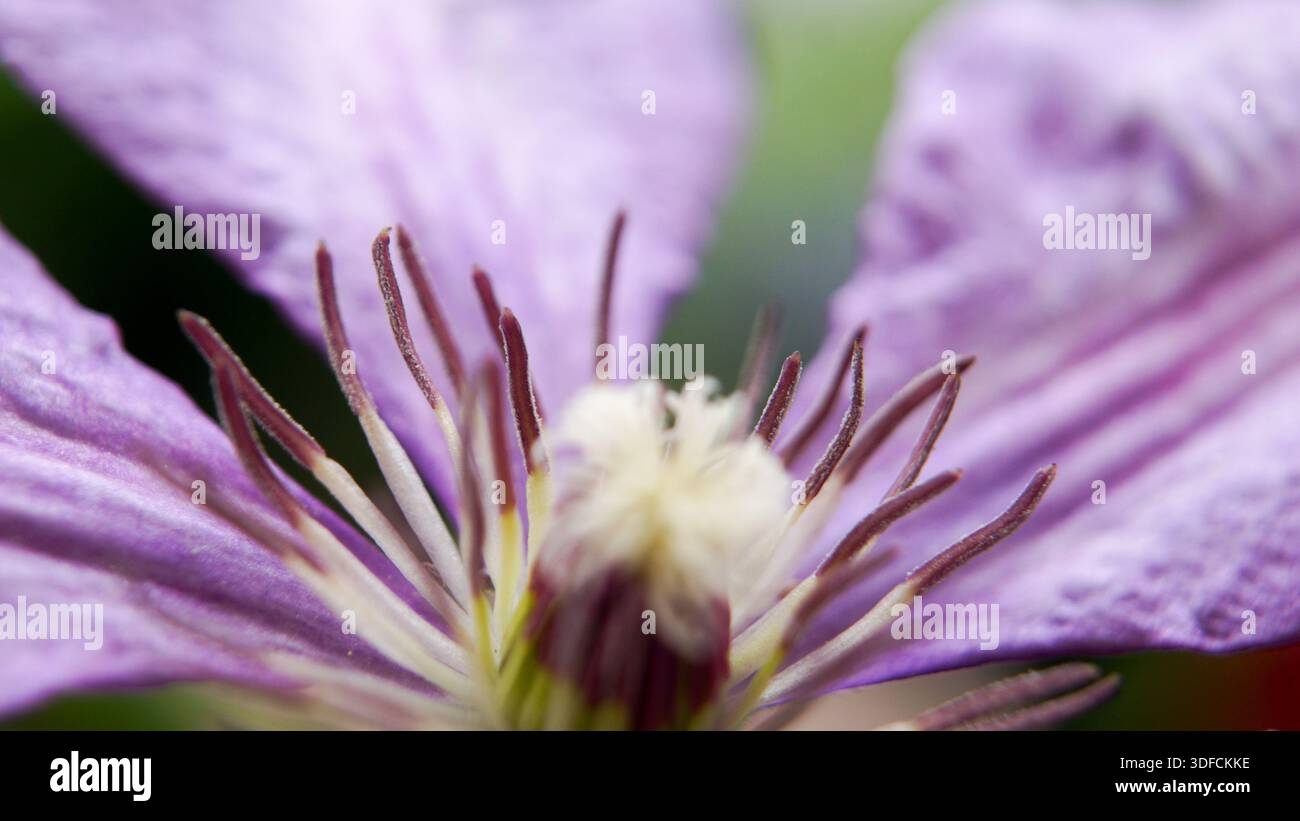 Clematis is a popular genus of climbing plants, prized for their ...