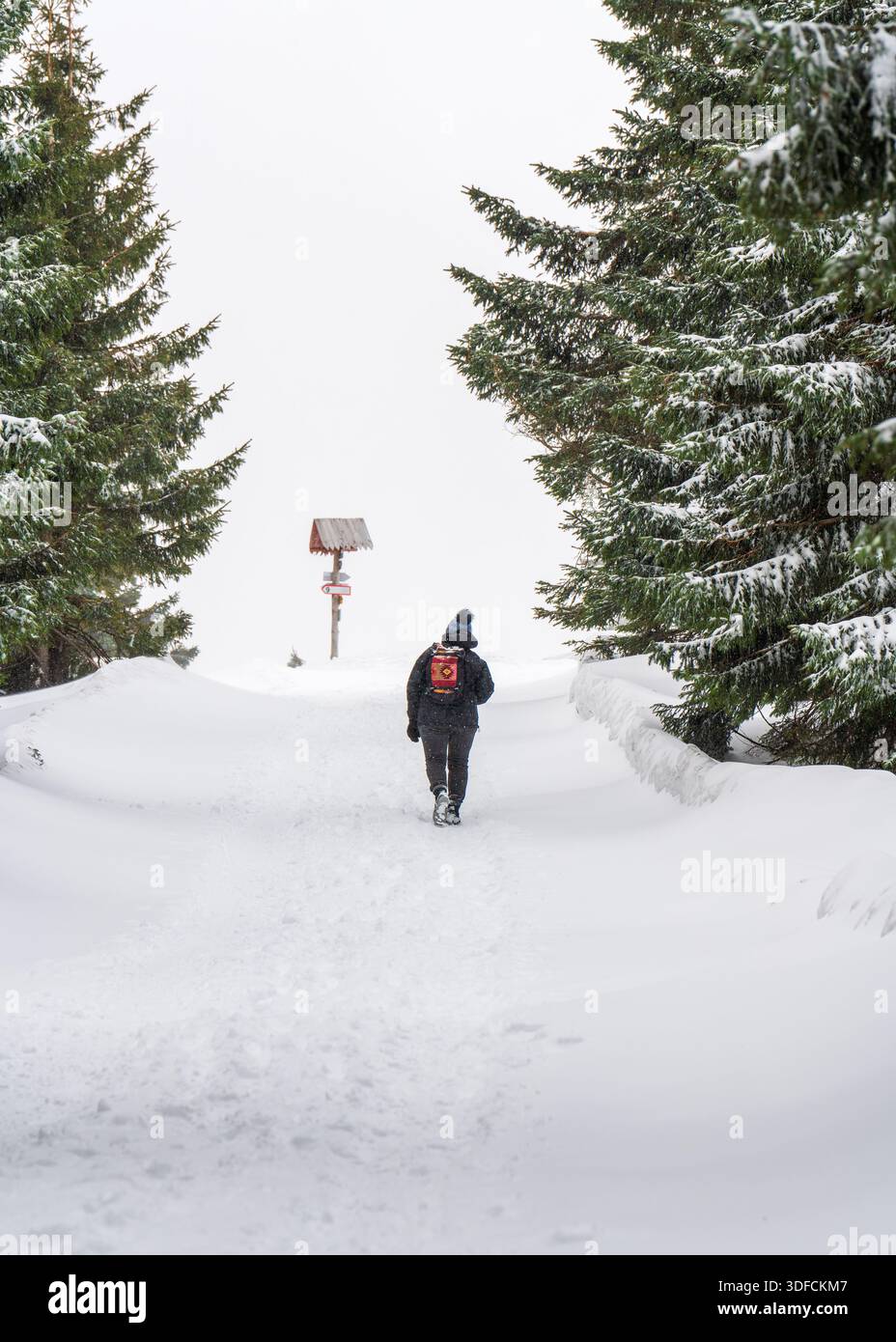 Rear view of woman with backpack hiking in snowstorm. Poor visibility ...