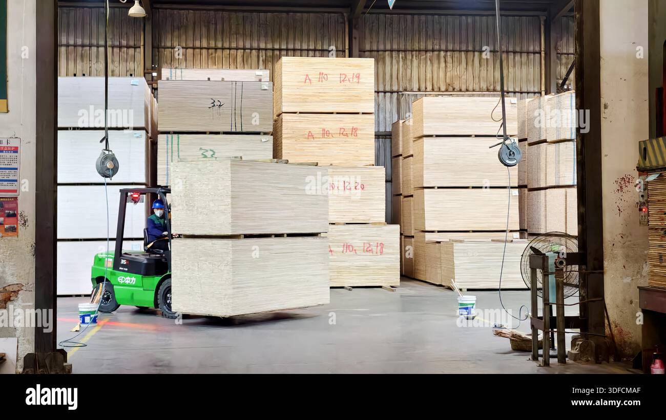 Workers busy producing fragrant cedar boards at a wood industry company ...