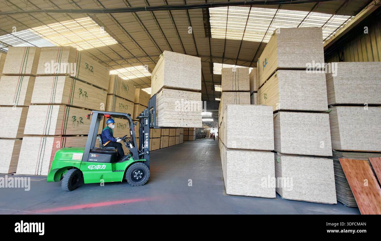 Workers busy producing fragrant cedar boards at a wood industry company ...
