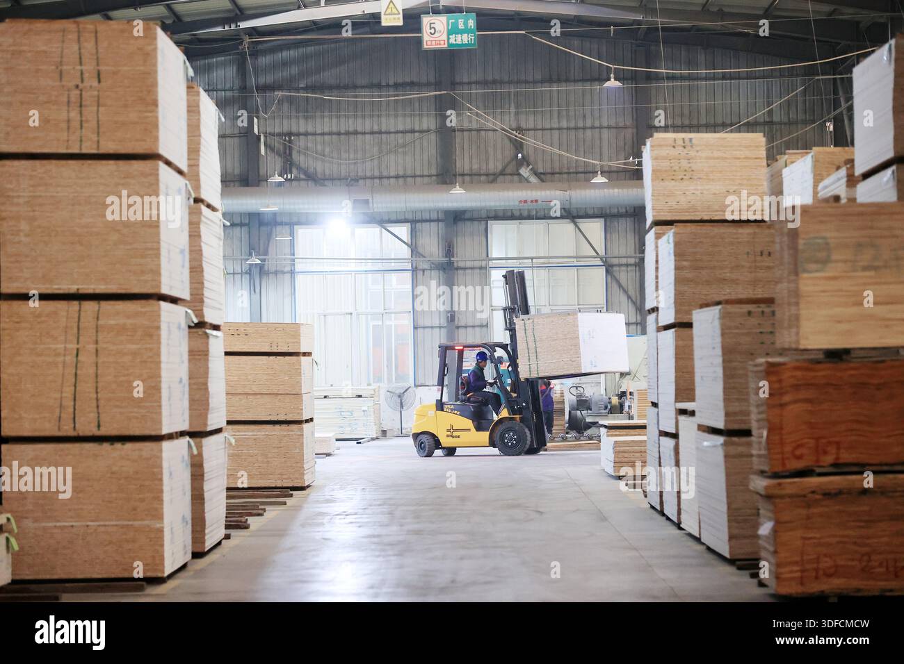 Workers busy producing fragrant cedar boards at a wood industry company ...