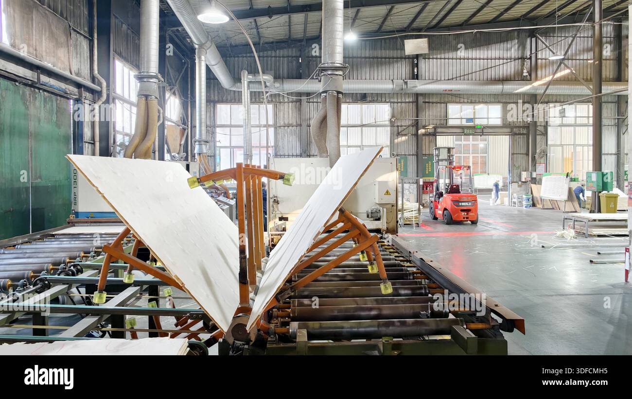 Workers busy producing fragrant cedar boards at a wood industry company ...