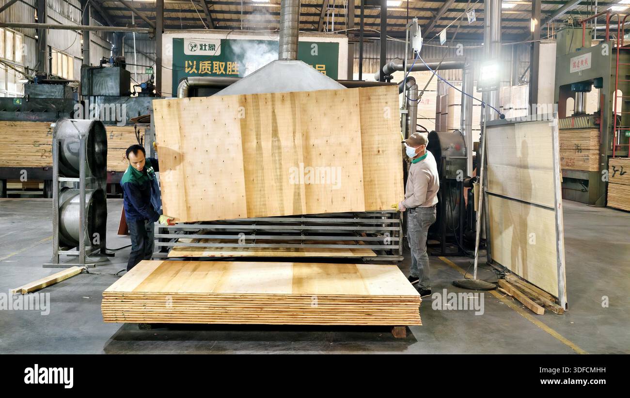 Workers busy producing fragrant cedar boards at a wood industry company ...