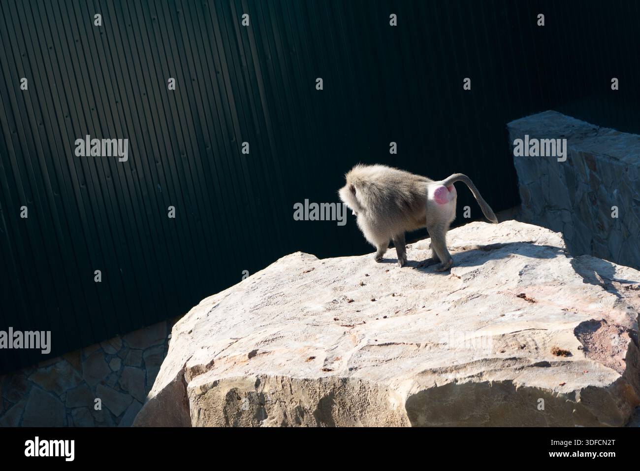 A baboon with a pink rear end stands on a large rock, facing away from ...