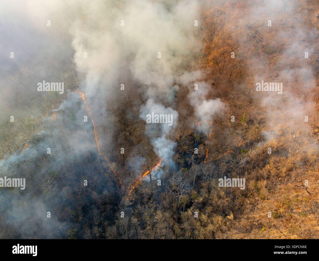 Forest fires release carbon dioxide and other greenhouse gasses, such ...