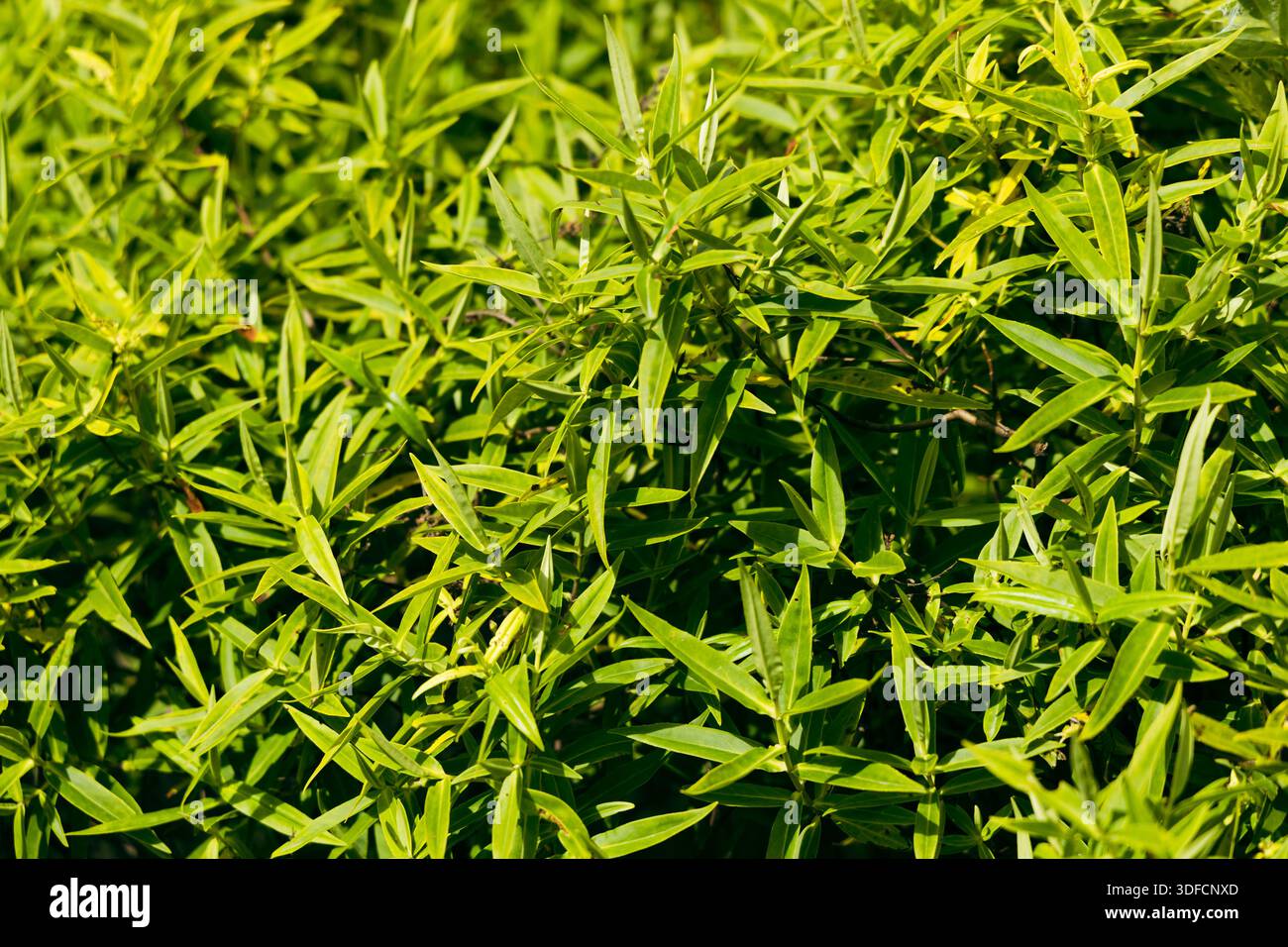 Narrow green leaf hi-res stock photography and images - Alamy