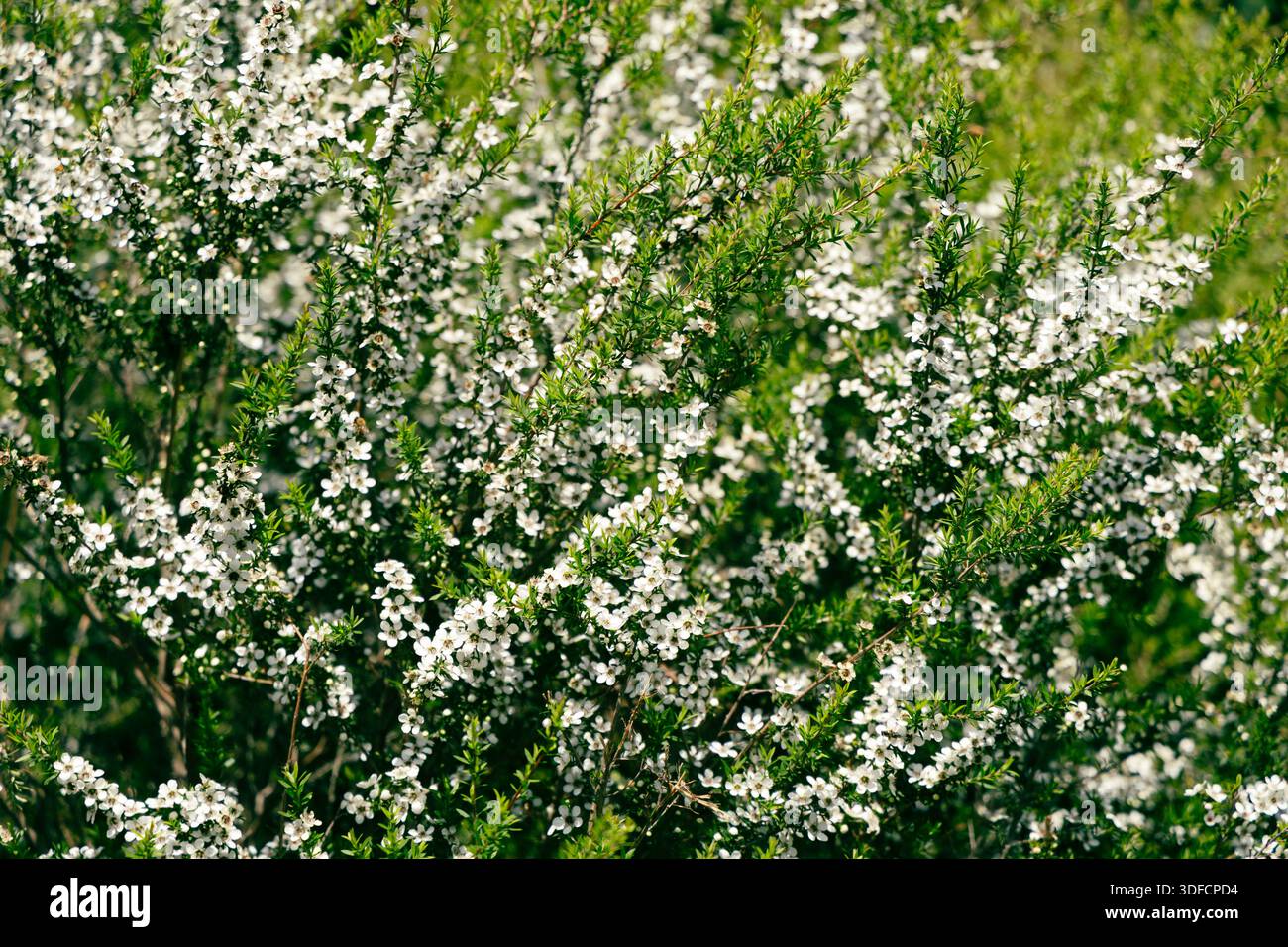 Small cluster of blossoms hi-res stock photography and images - Alamy