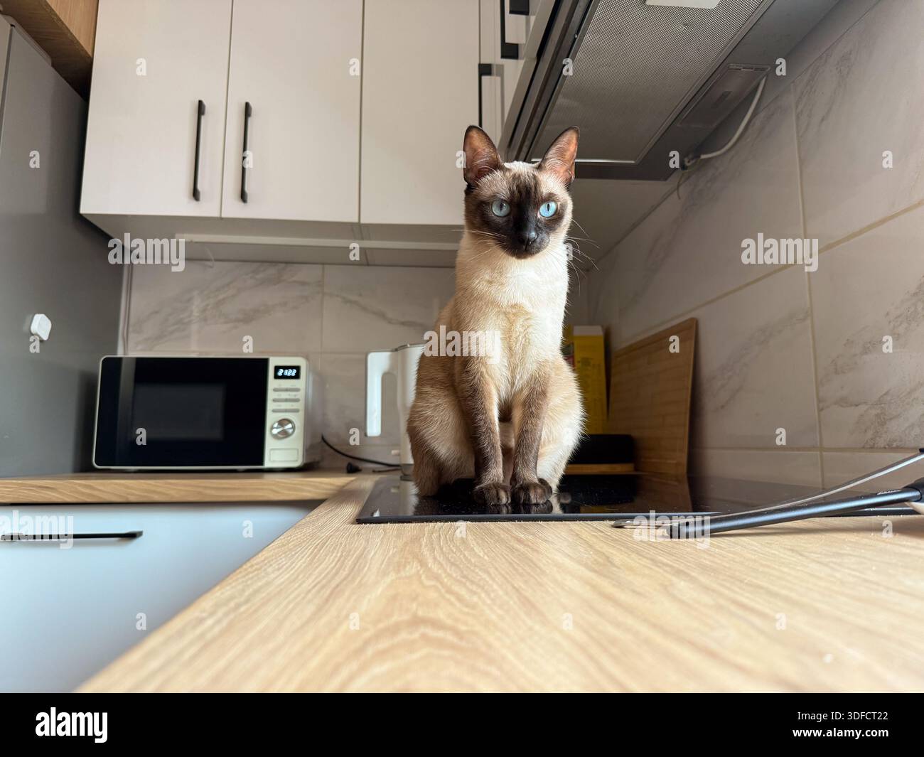 Siamese cat sitting on kitchen counter with blue eyes. Curiosity ...
