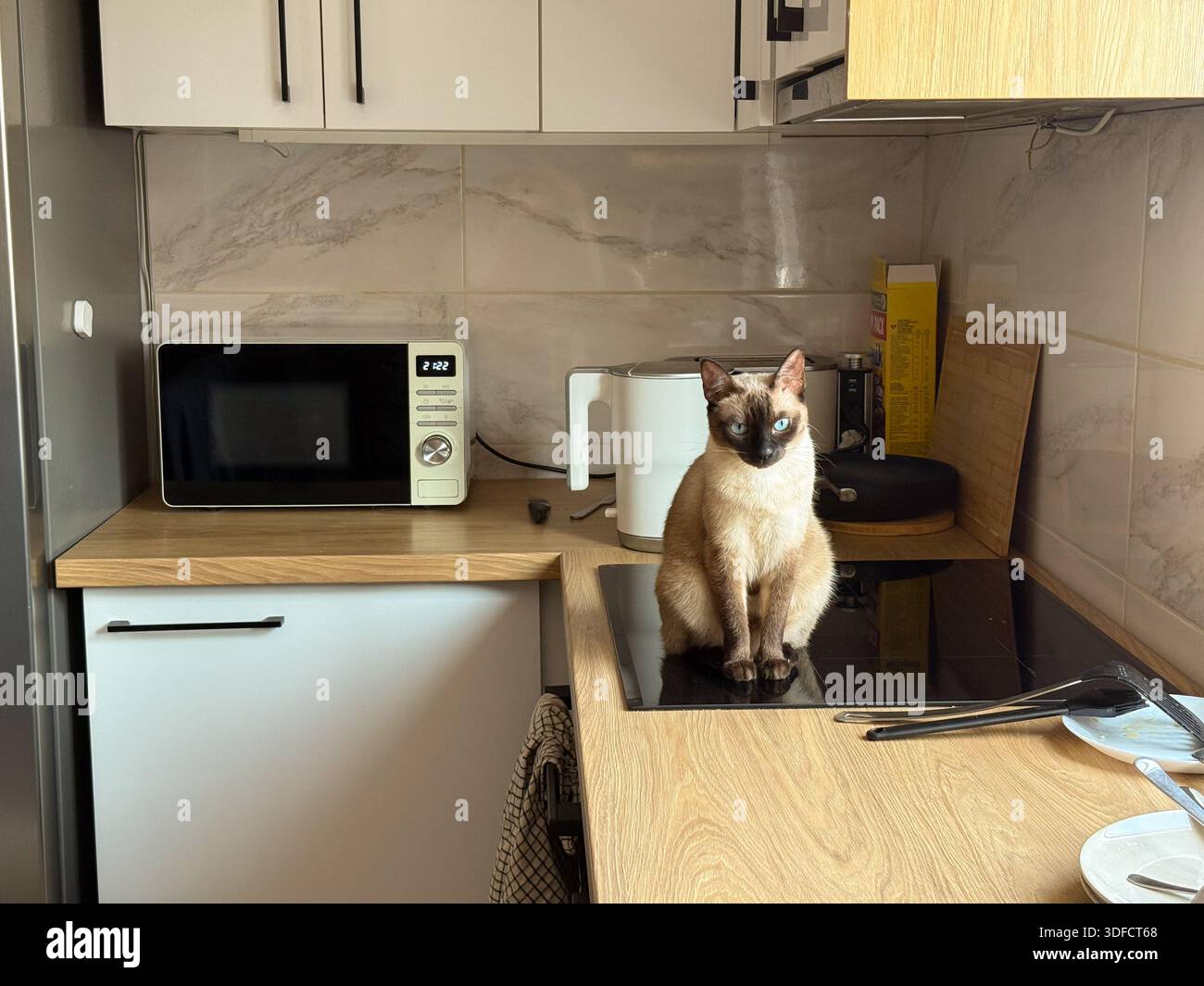 Siamese cat sitting on kitchen counter with blue eyes. Curiosity ...