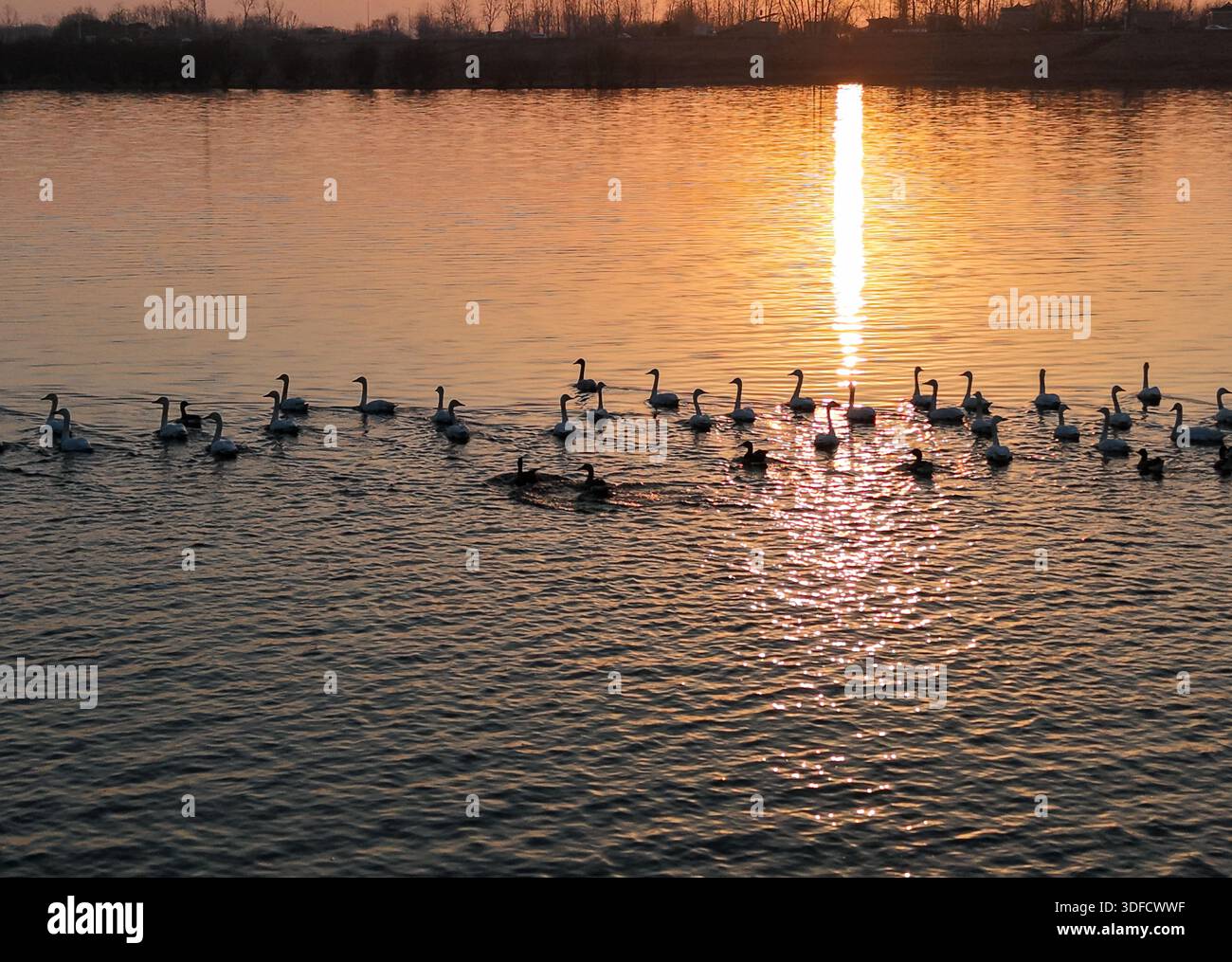 Swans swim and forage in the Pihe National Wetland Park in Lu'an City ...