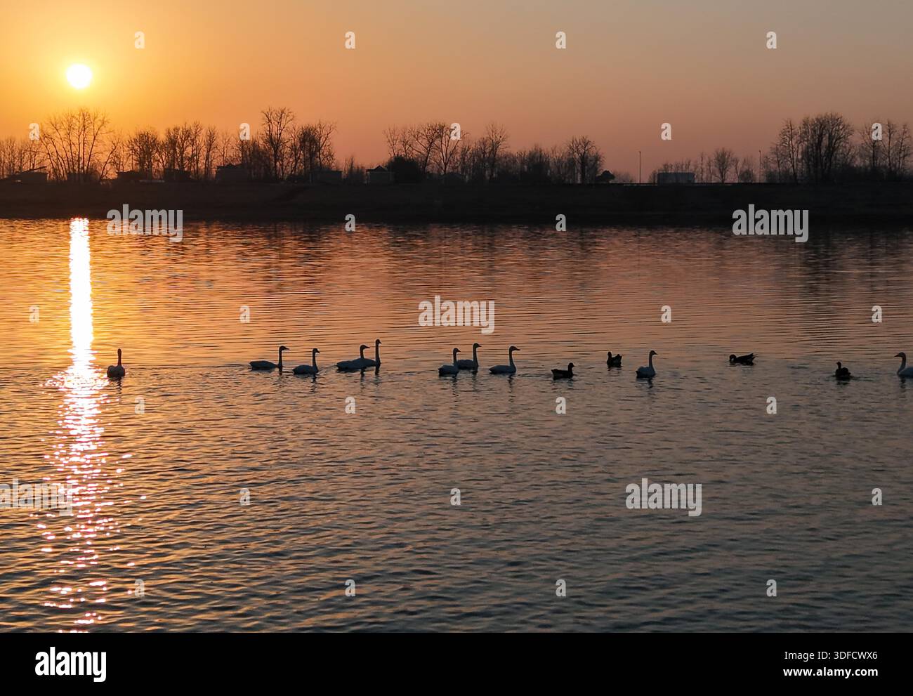 Swans swim and forage in the Pihe National Wetland Park in Lu'an City ...
