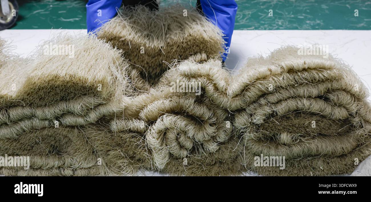 Villagers process sweet potato noodles in Meichang Village, Nanchenji ...