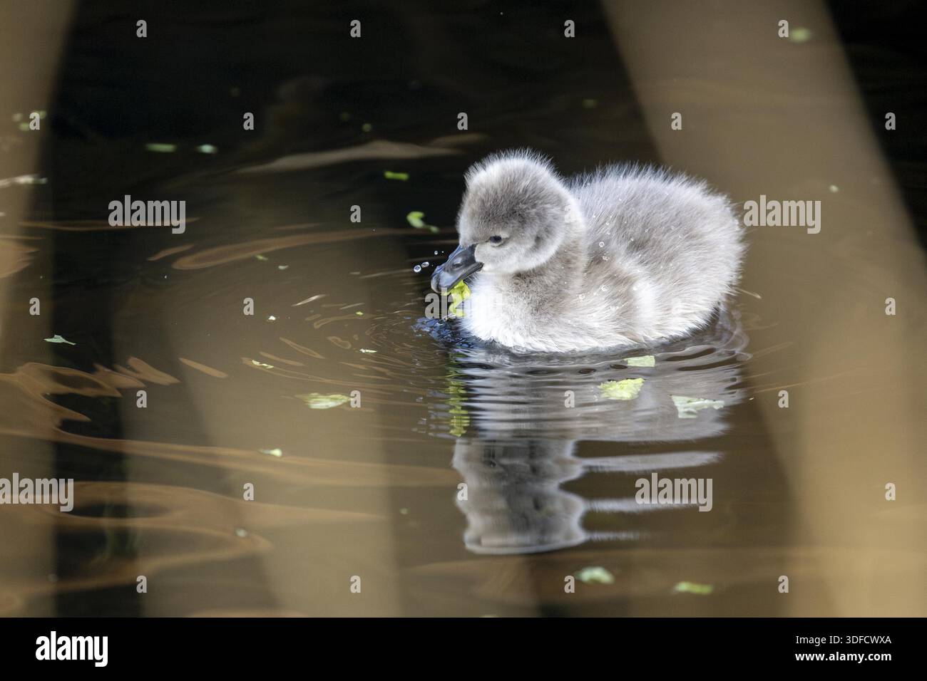 Eight newly hatched black swan babies attract visitors at the Old ...