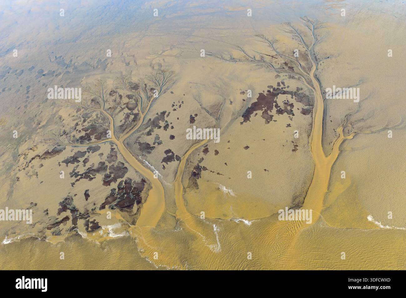 Tidal trees form an engraved forest-like landscape on the tidal flats ...