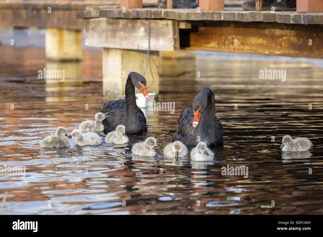 Eight newly hatched black swan babies attract visitors at the Old ...