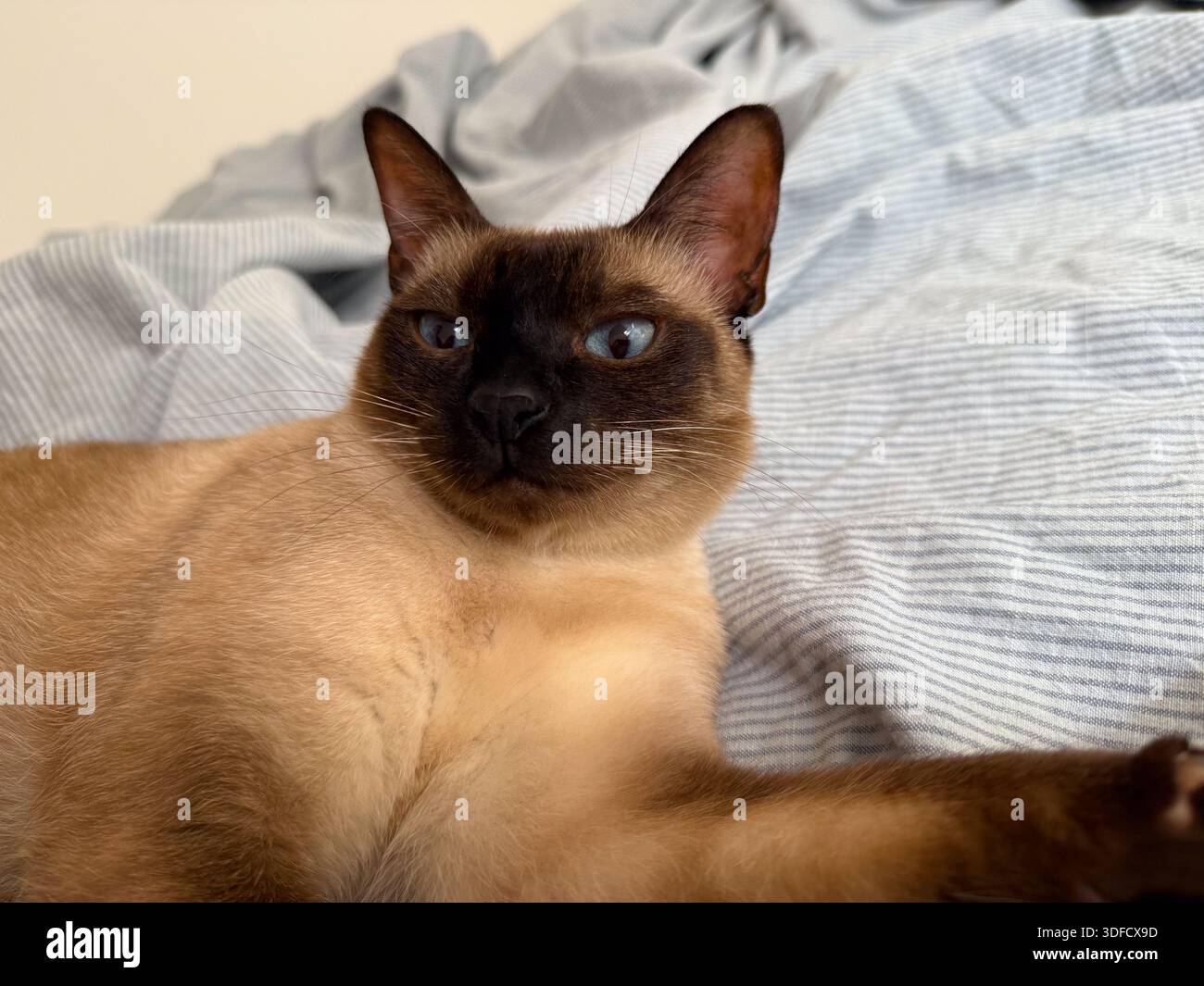 Siamese cat resting on striped bedding in sunlight. Domestic calm, pet ...