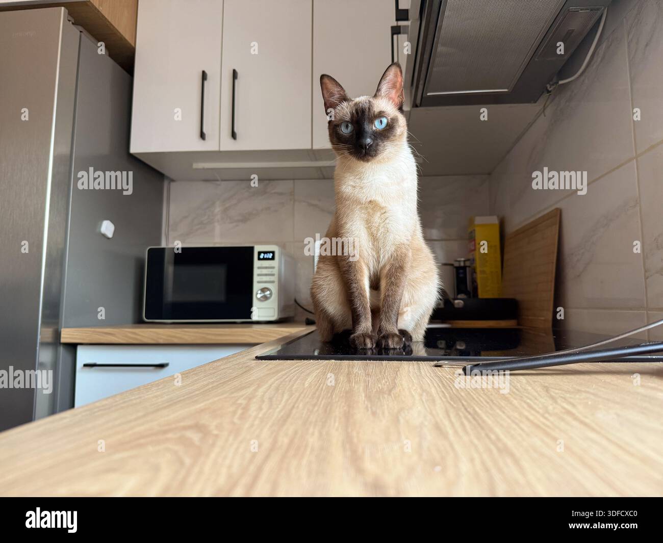 Siamese cat sitting on kitchen counter with blue eyes. Curiosity ...