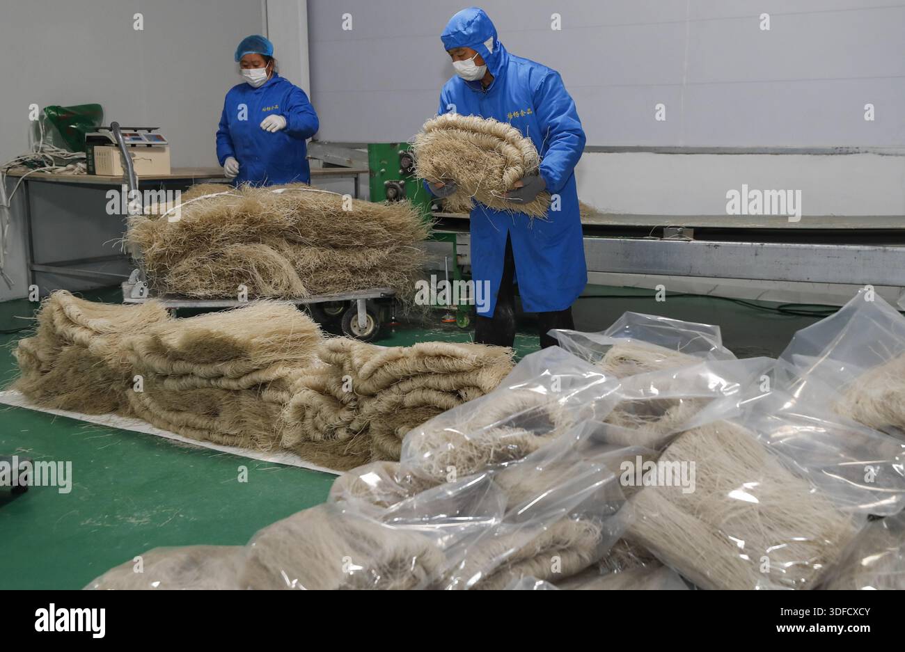 Villagers process sweet potato noodles in Meichang Village, Nanchenji ...