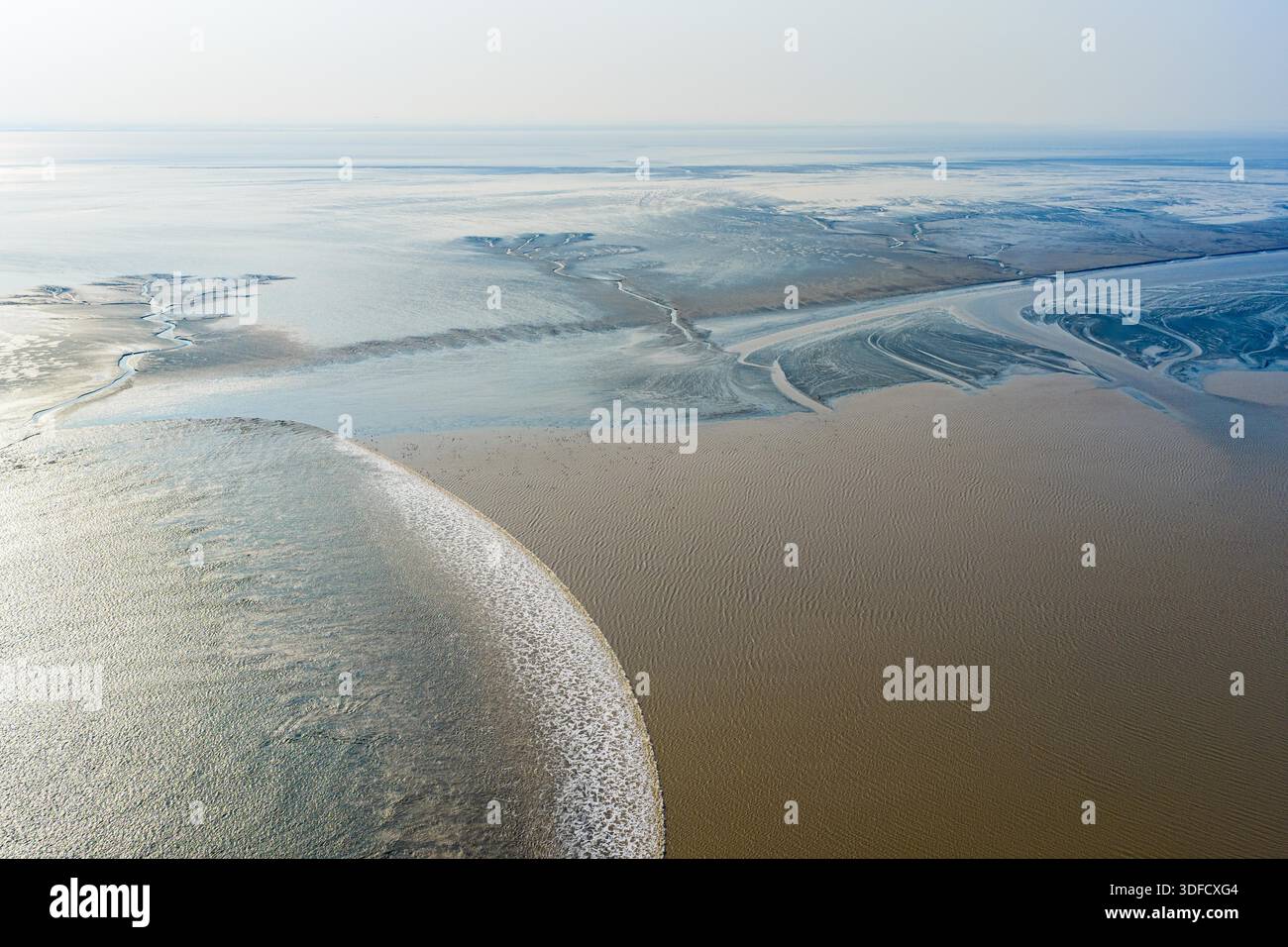 Tidal trees form an engraved forest-like landscape on the tidal flats ...