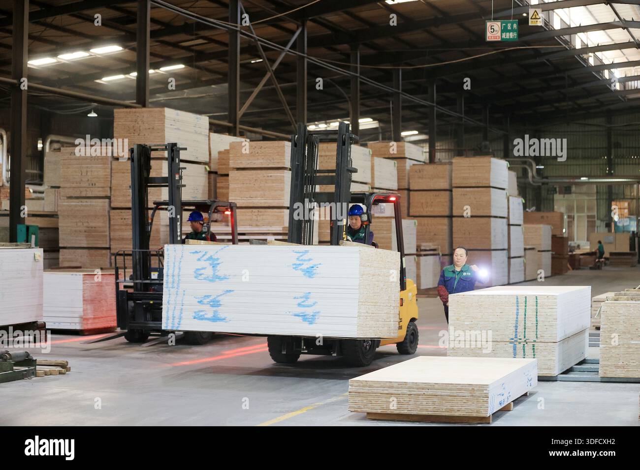 Workers busy producing fragrant cedar boards at a wood industry company ...
