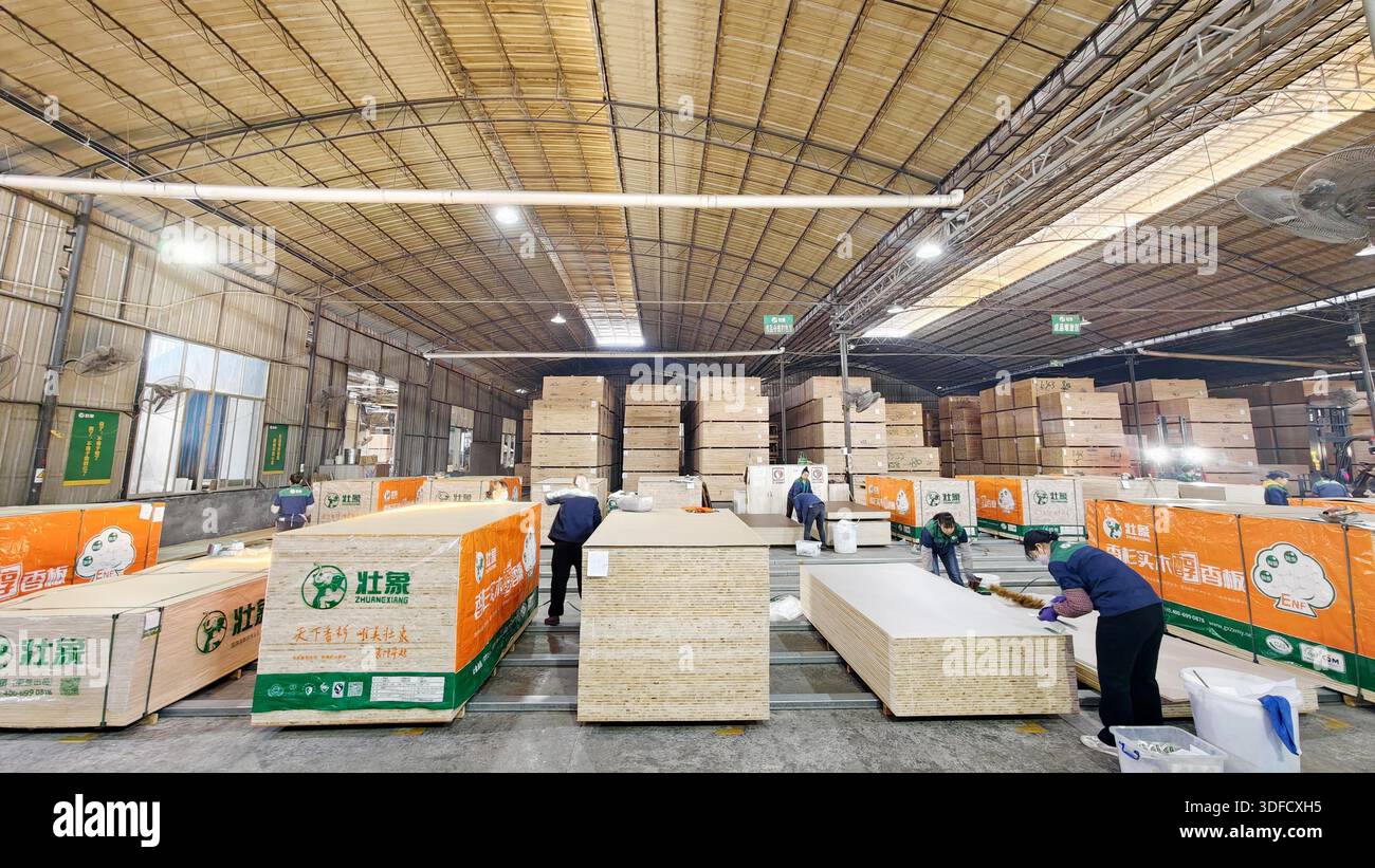 Workers busy producing fragrant cedar boards at a wood industry company ...
