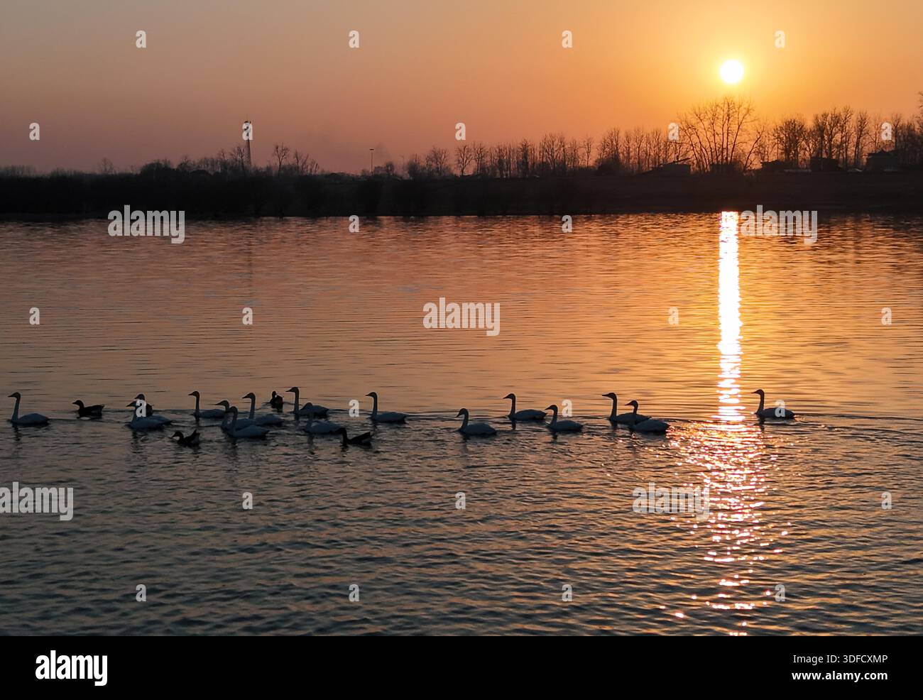 Swans swim and forage in the Pihe National Wetland Park in Lu'an City ...
