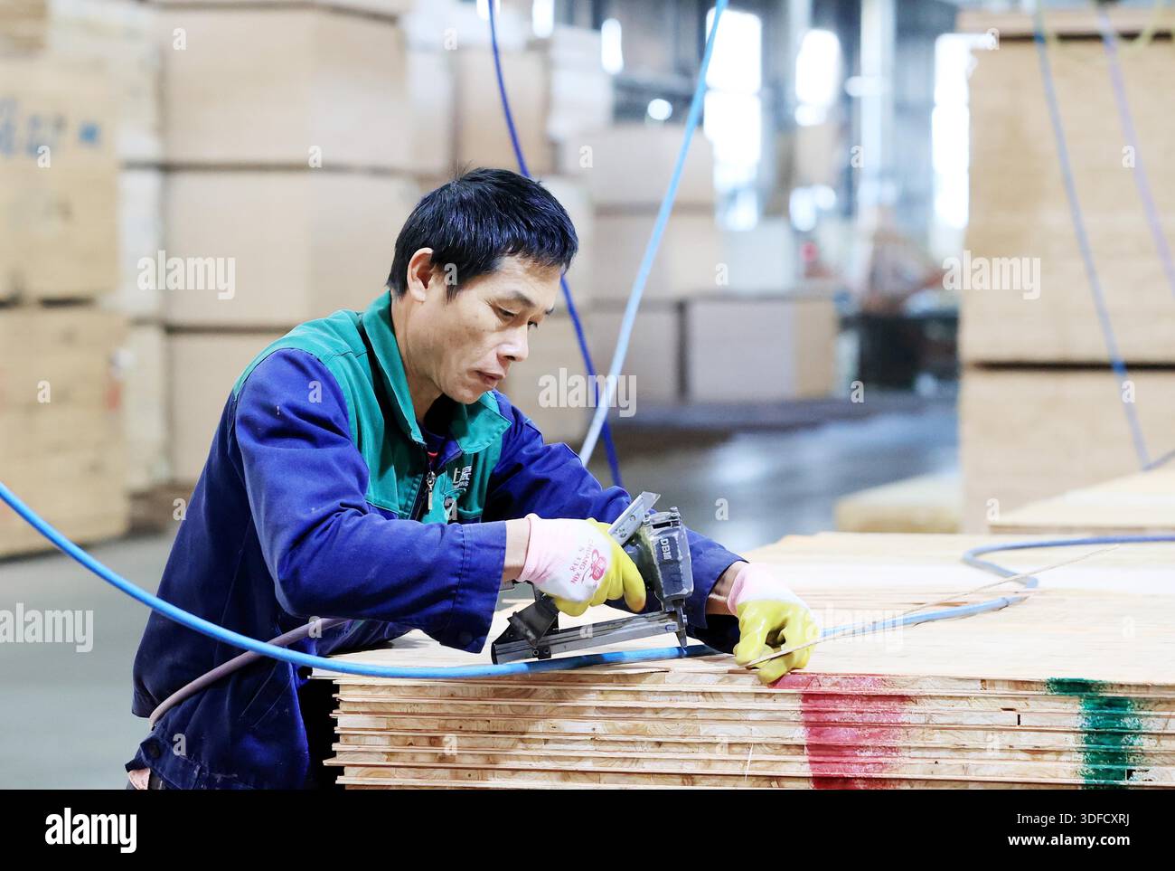 Workers busy producing fragrant cedar boards at a wood industry company ...