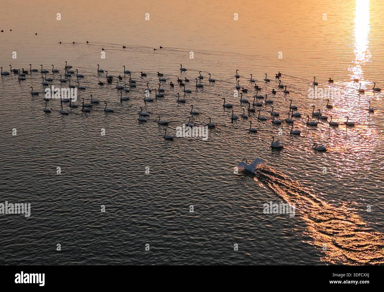 Swans swim and forage in the Pihe National Wetland Park in Lu'an City ...