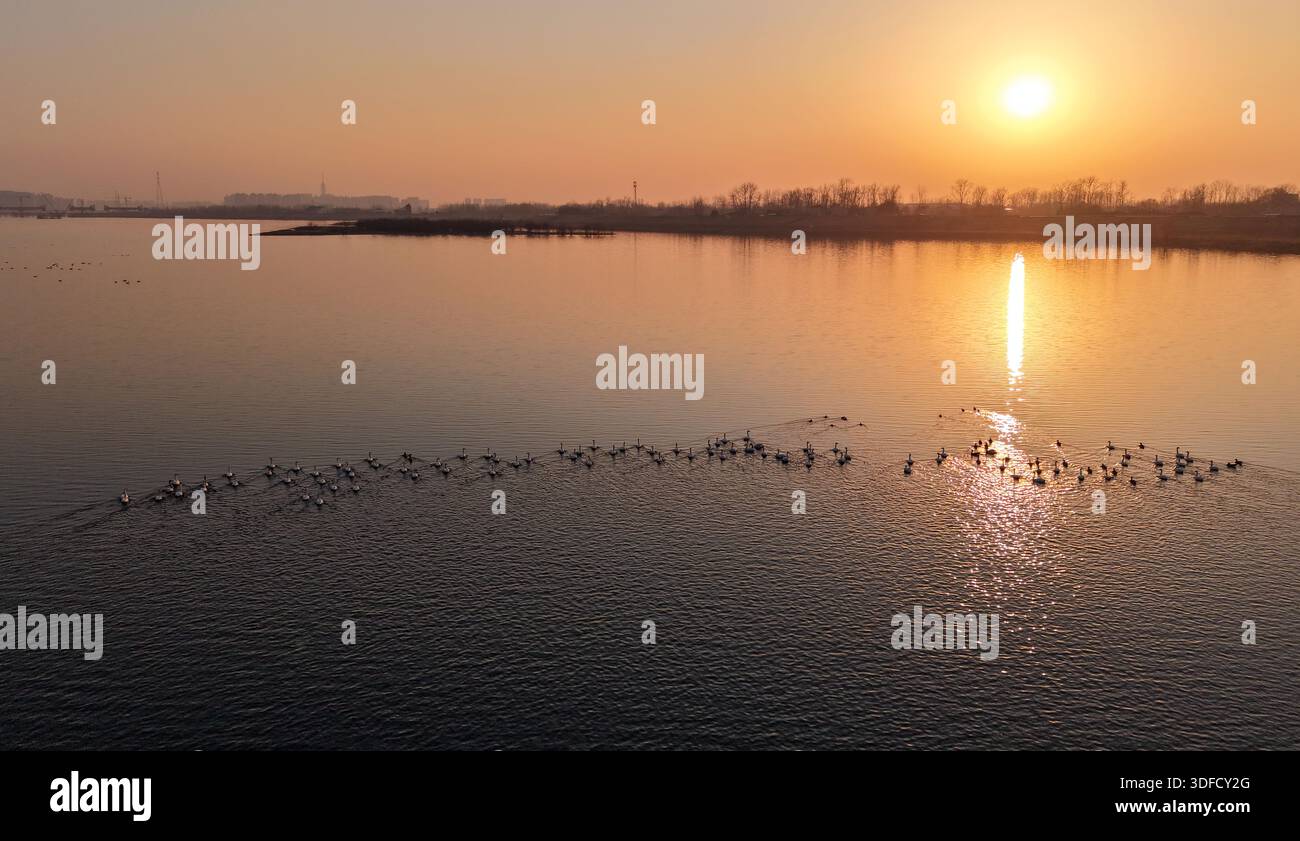 Swans swim and forage in the Pihe National Wetland Park in Lu'an City ...