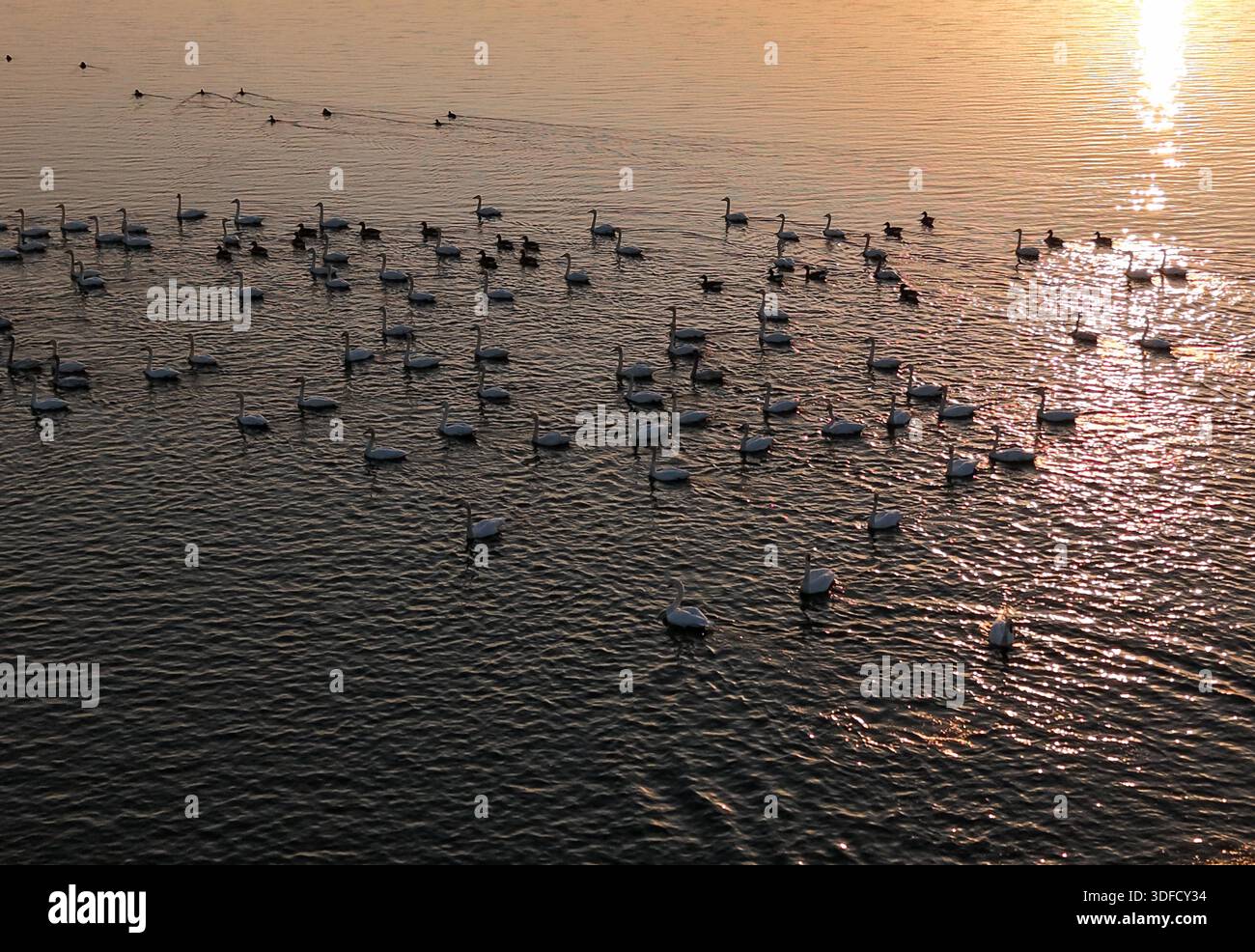 Swans swim and forage in the Pihe National Wetland Park in Lu'an City ...