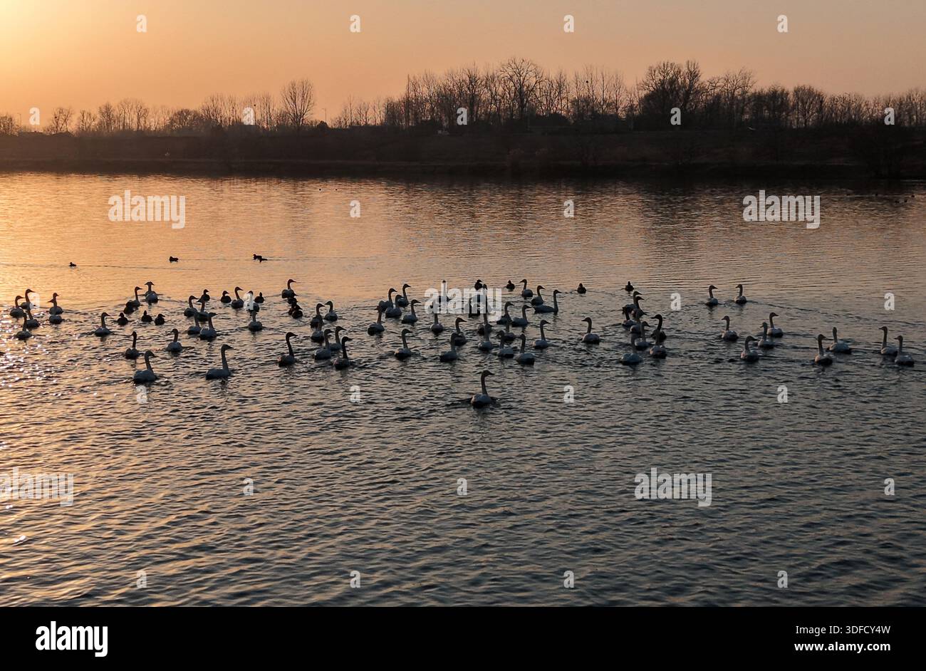 Swans swim and forage in the Pihe National Wetland Park in Lu'an City ...