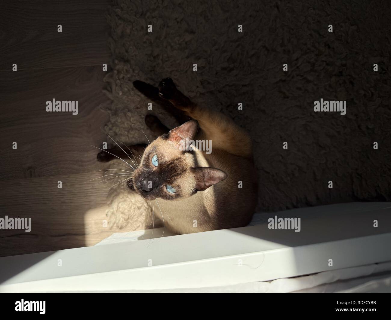 Siamese cat resting in sunlight by window on soft rug. Domestic calm ...