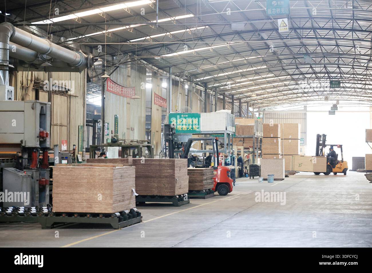 Workers busy producing fragrant cedar boards at a wood industry company ...