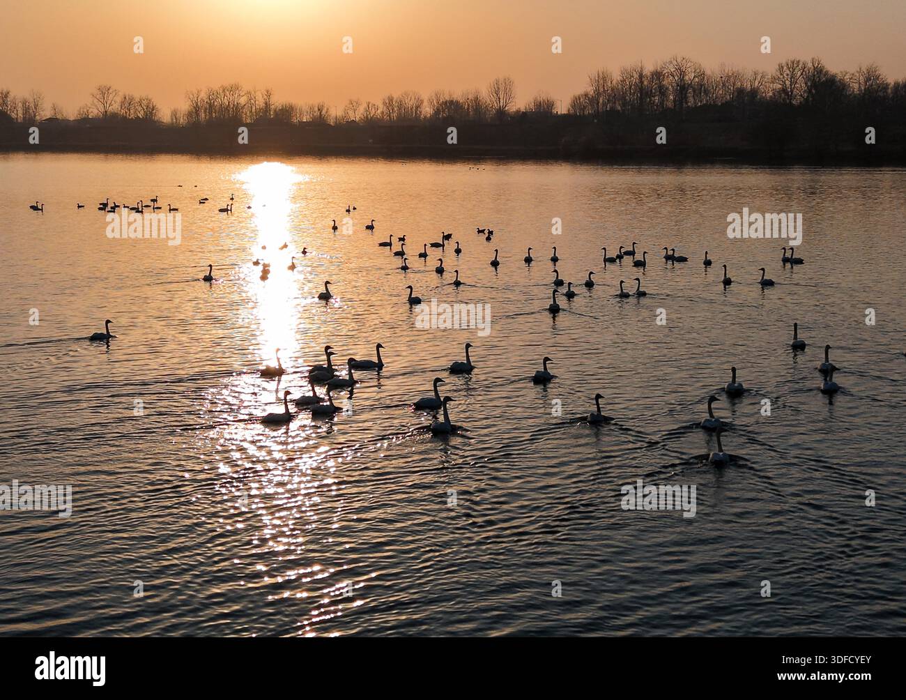 Swans swim and forage in the Pihe National Wetland Park in Lu'an City ...