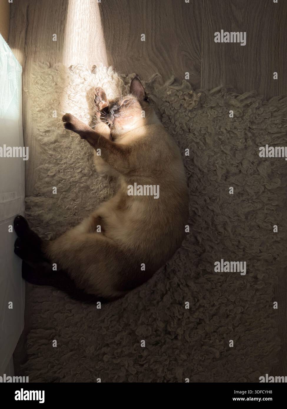 Siamese cat lying on wooden floor in golden sunlight. Curiosity ...