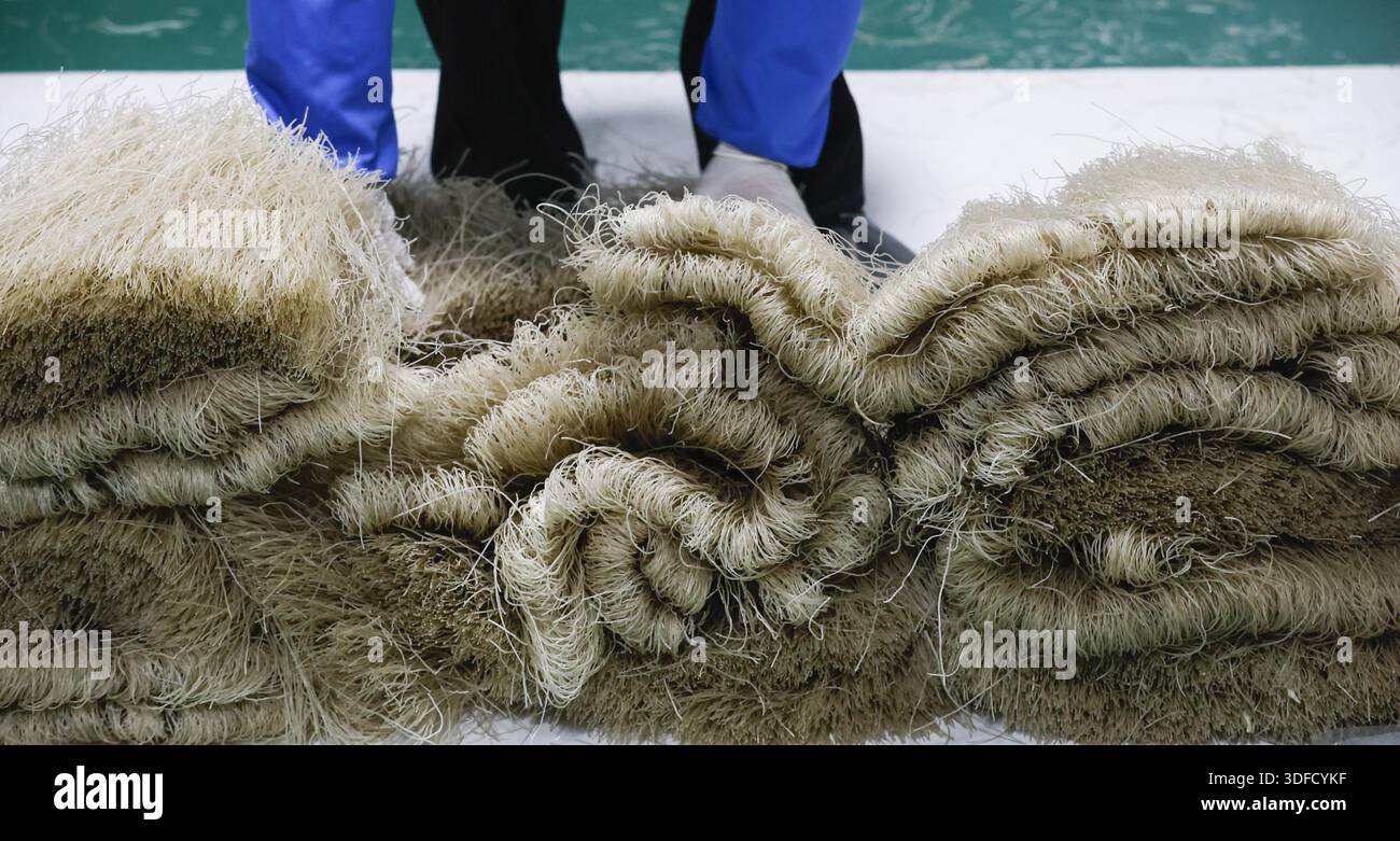 Villagers process sweet potato noodles in Meichang Village, Nanchenji ...