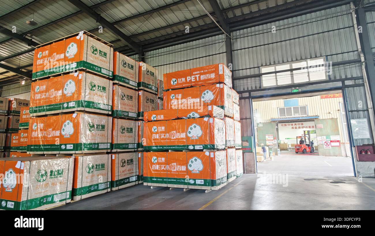 Workers busy producing fragrant cedar boards at a wood industry company ...