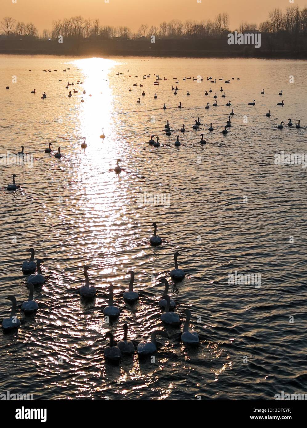 Swans swim and forage in the Pihe National Wetland Park in Lu'an City ...
