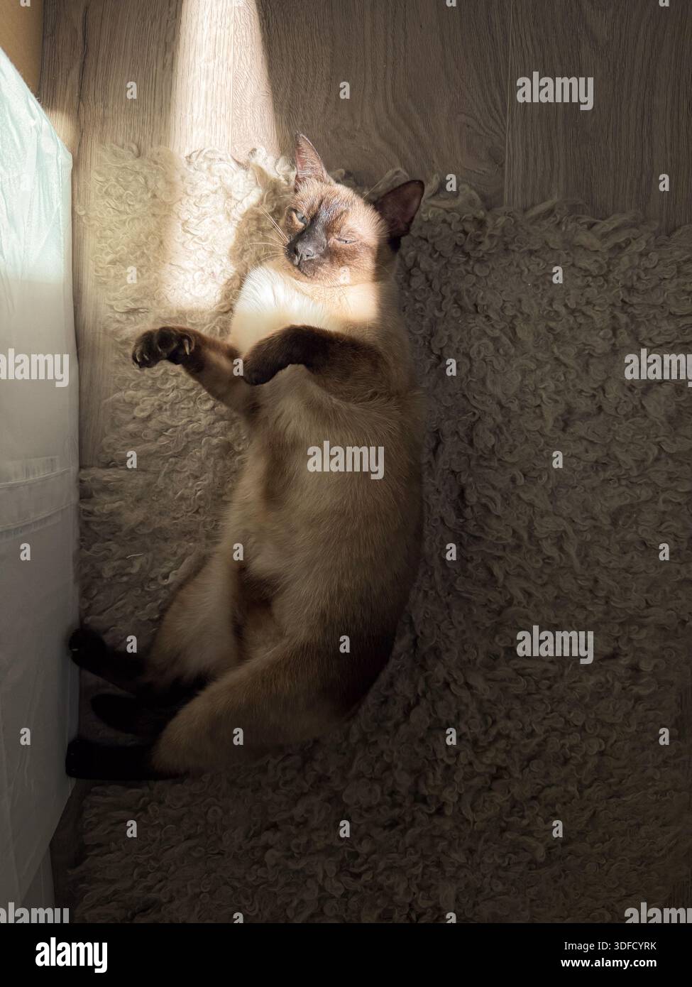 Siamese cat resting in sunlight by window on soft rug. Domestic calm ...