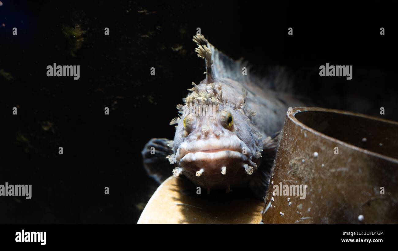 Otaru aquarium hi-res stock photography and images - Alamy