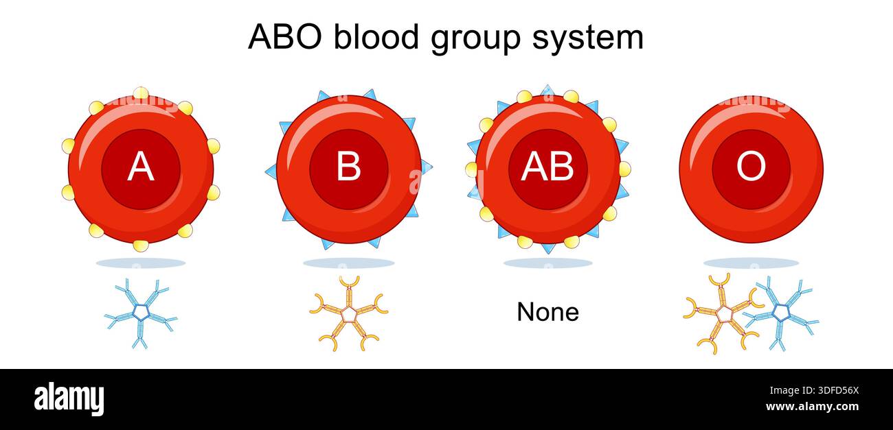 ABO blood group types. Close-up of erythrocytes. Antigens present on ...