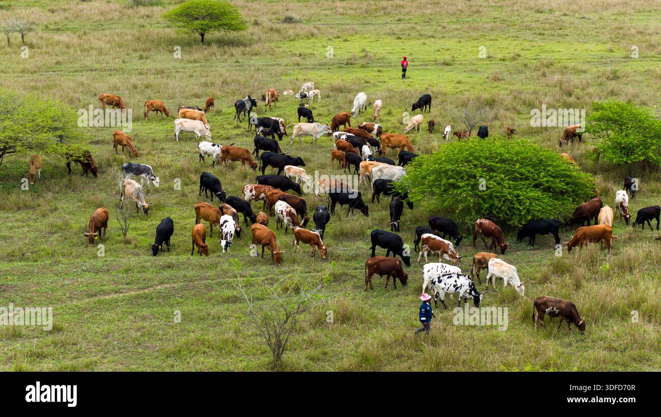 Indigenous cattle breeds africa hi-res stock photography and images - Alamy