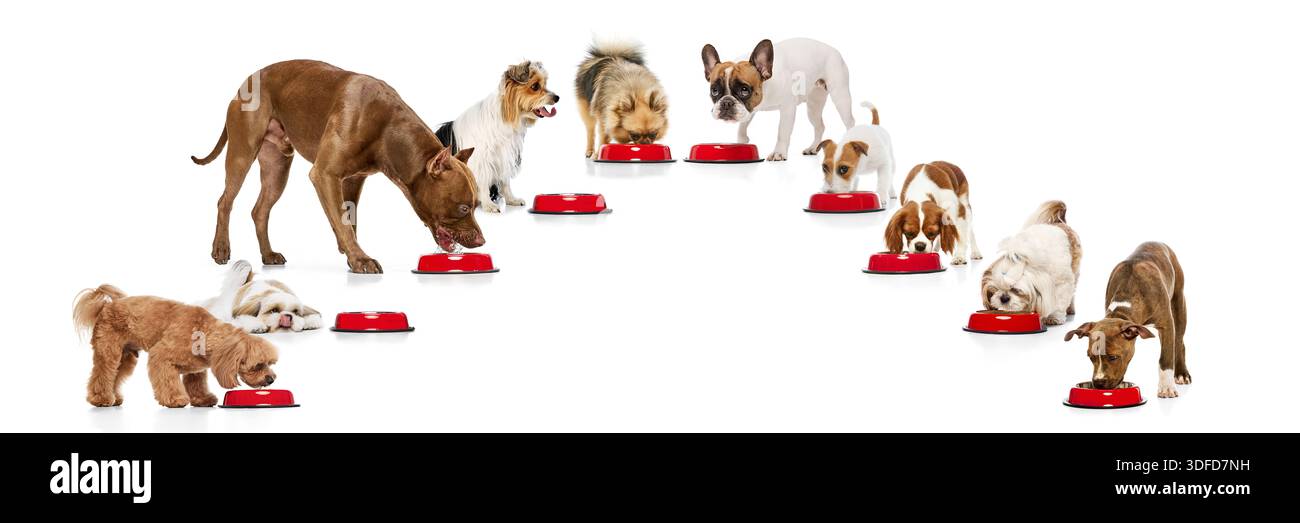 Group of dogs eating from bowls arranged in circle collage isolated on ...