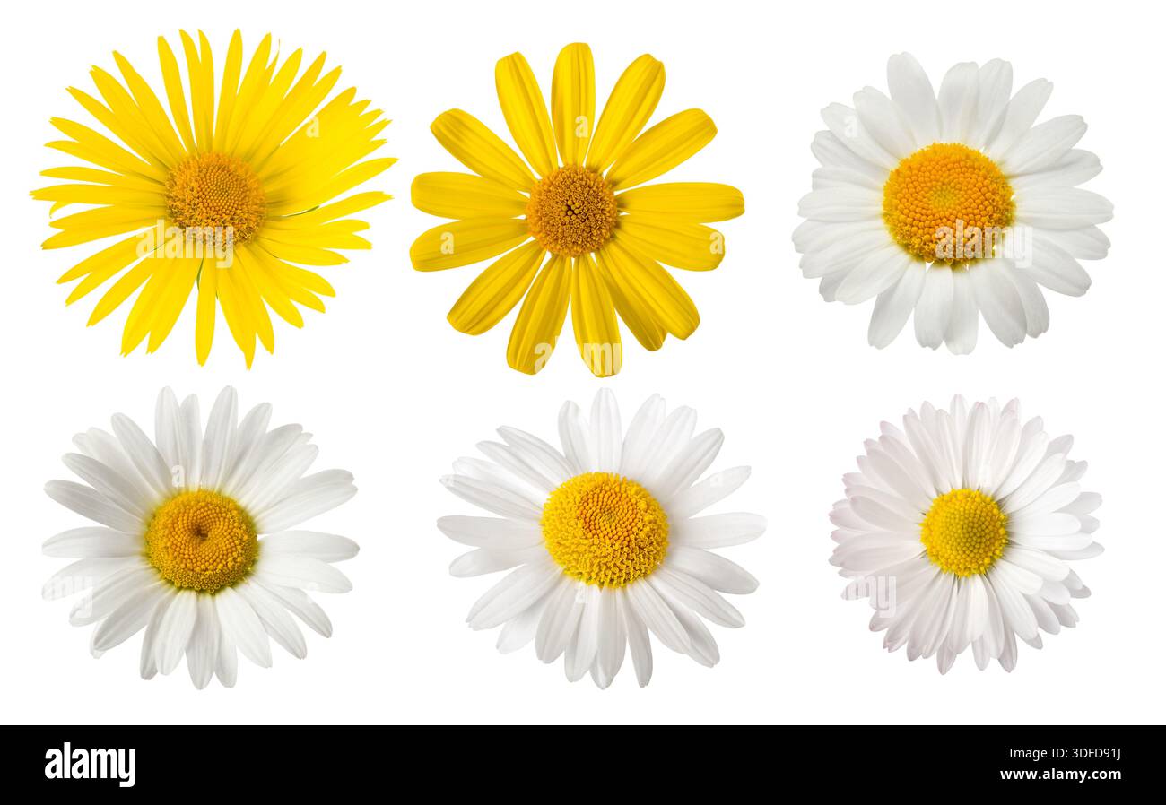 Group daisies hi-res stock photography and images - Alamy