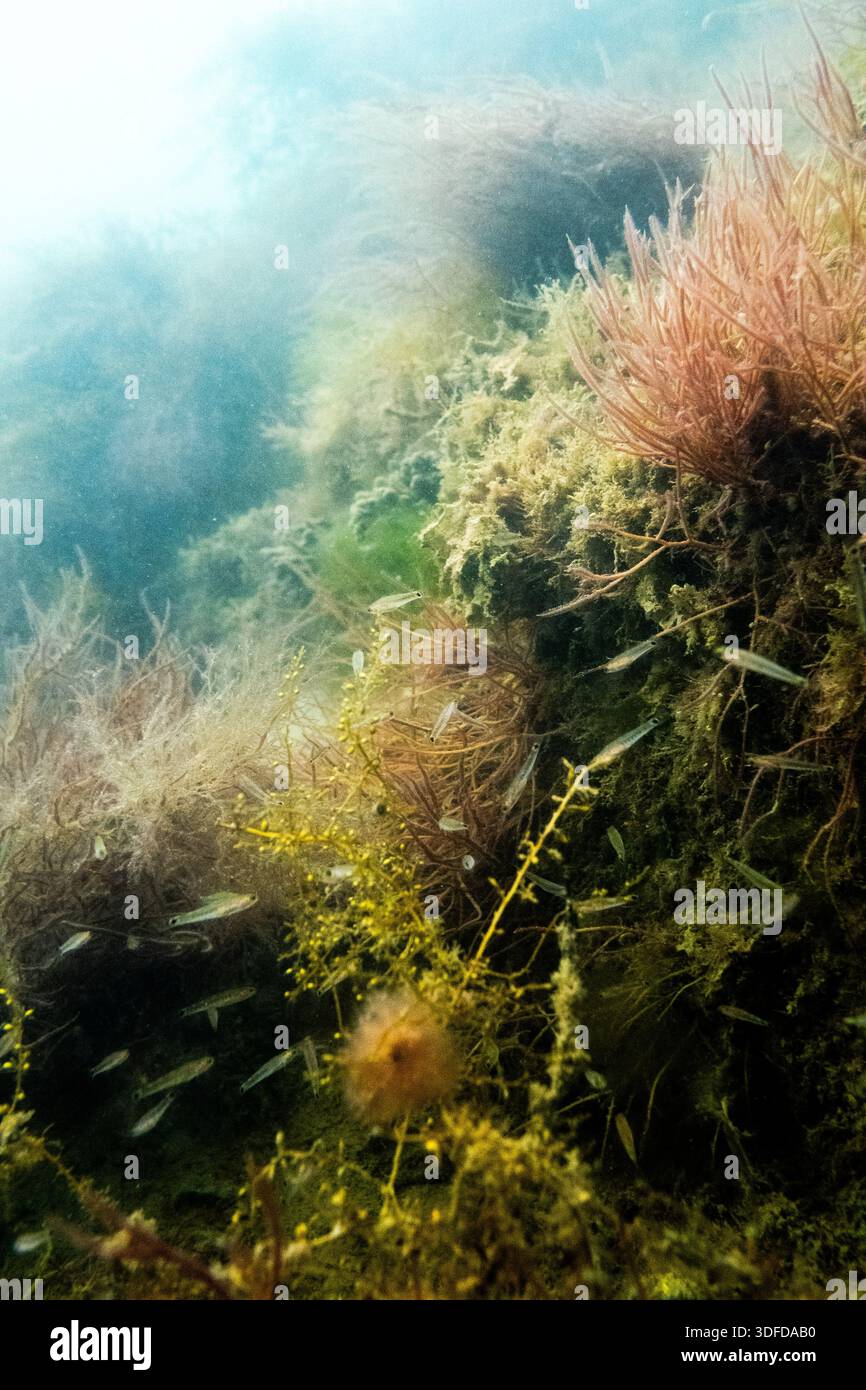 Underwater scene of mixed macroalgae beds with a school of juvenile ray ...