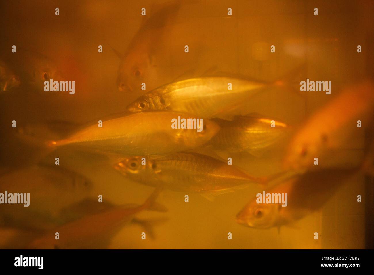 Same fish hi-res stock photography and images - Alamy