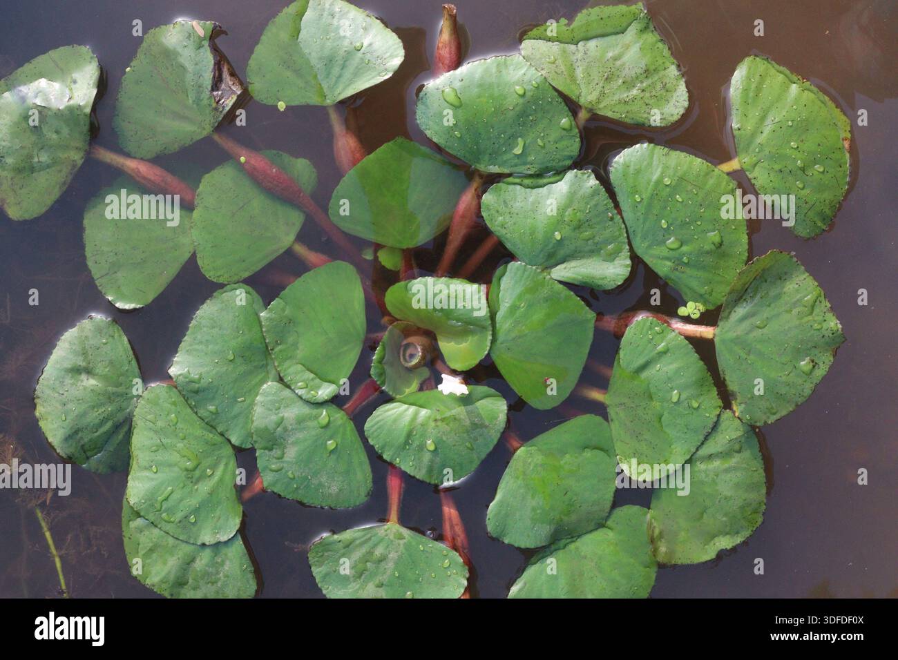Water Chestnut tree plant on farm for harvest are cash crops.have ...