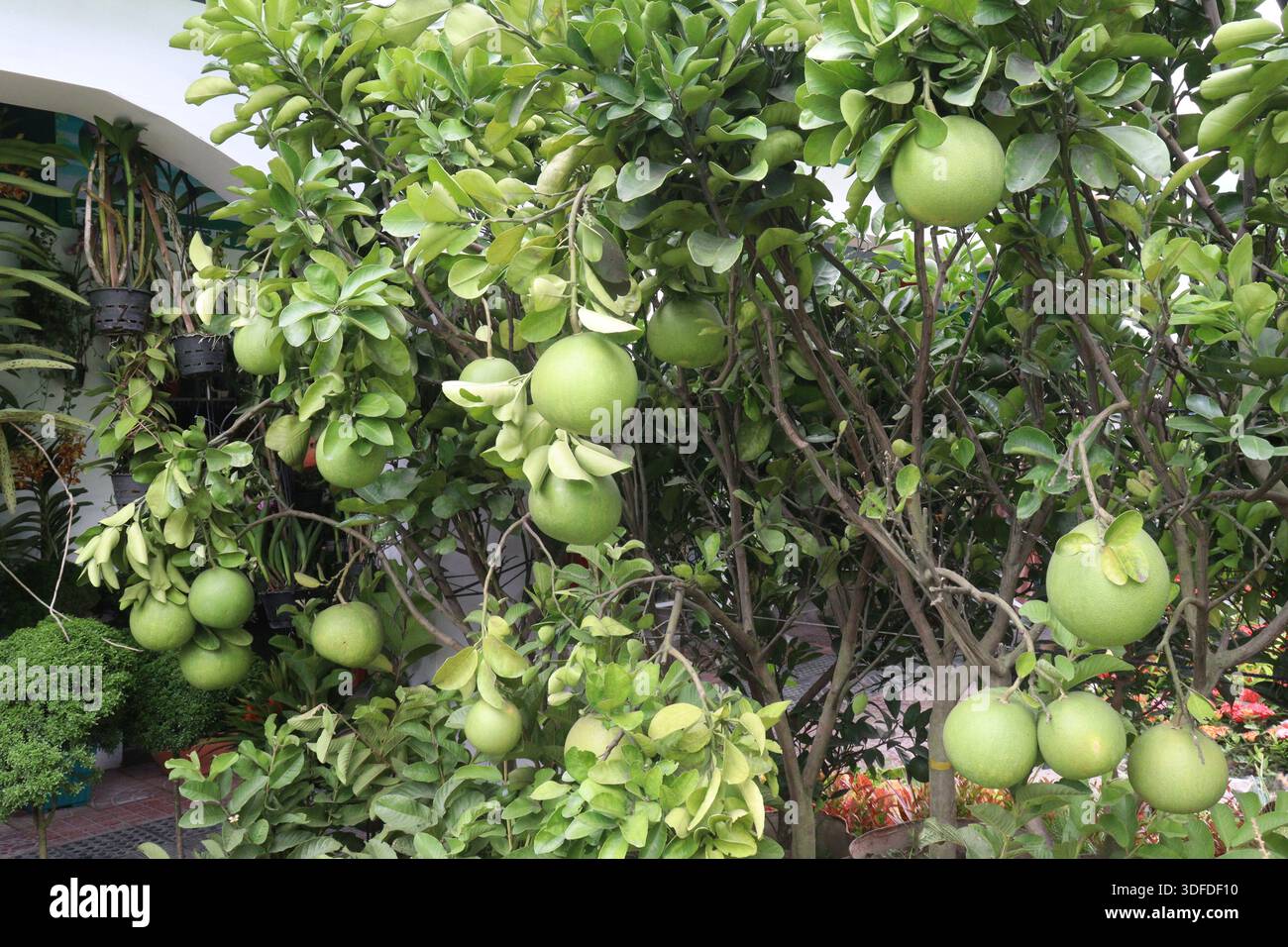 Citrous tree hi-res stock photography and images - Alamy