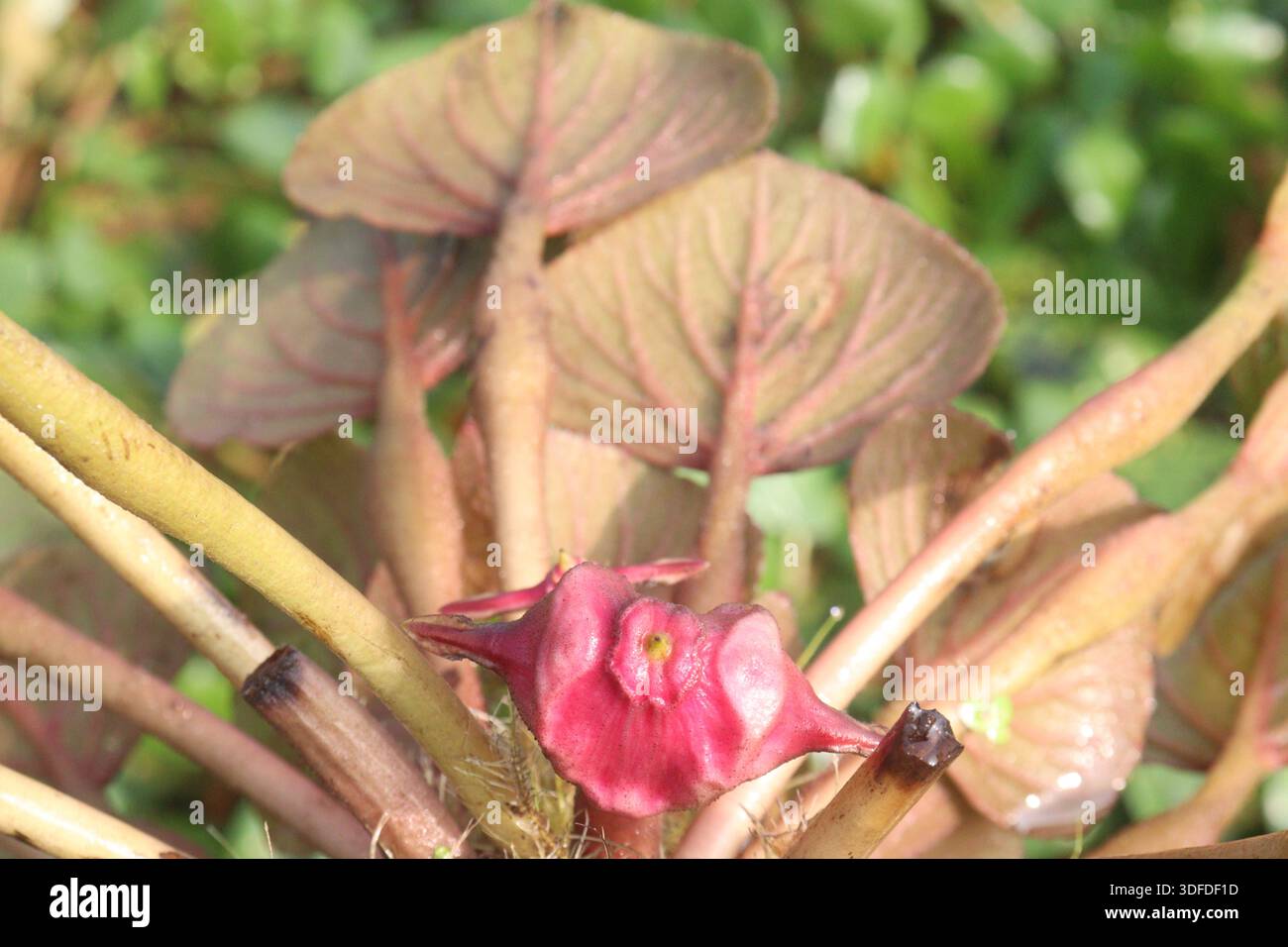 Can treat feet hi-res stock photography and images - Alamy